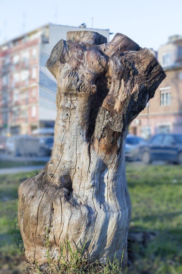 Old tree log stock photo. Image of nature, outsider - 172591868