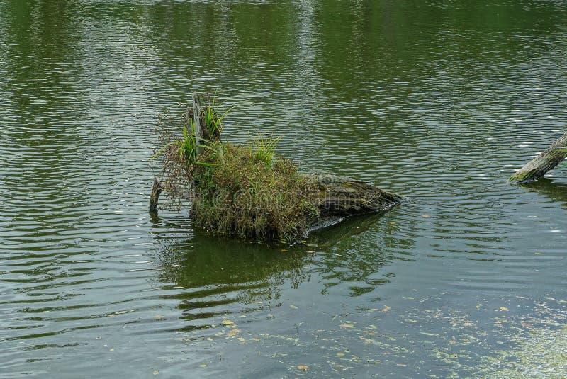 Old tree log in pond water stock photo. Image of beach - 160445464