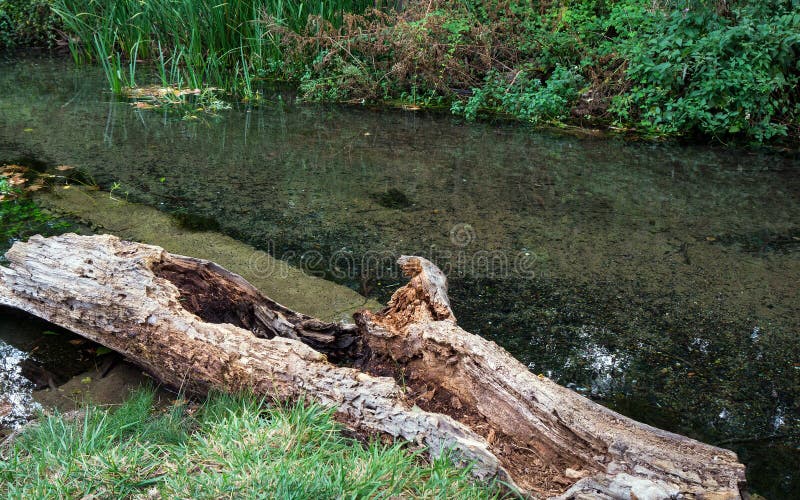 Old Tree Log beside Stream stock image. Image of shallow - 78114647
