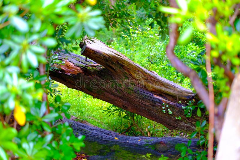 Old Tree Log Surrounded by Beautiful Greenery in a Forest Stock Image ...