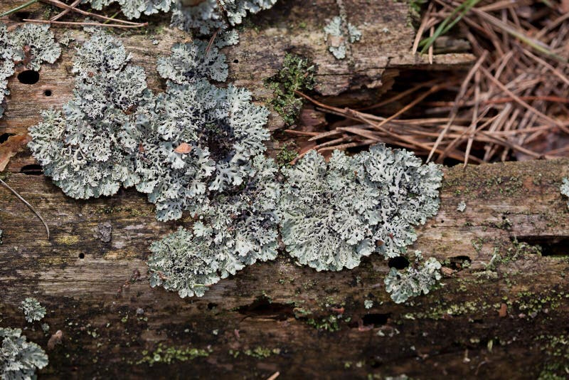 Old Tree Log Texture Overgrown with a Lichen Stock Image - Image of ...