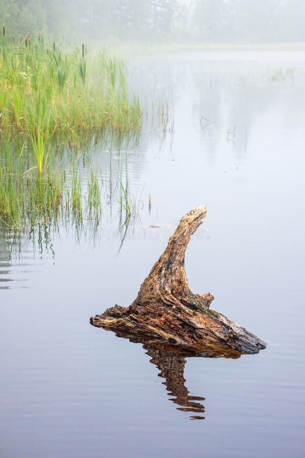 Old Tree Log in the Water at a Lake with Water Reflections Stock Image ...