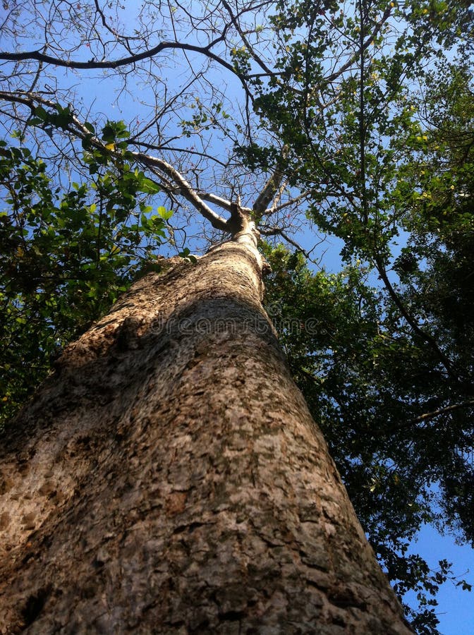 Ciear Stock Photos - Free & Royalty-Free Stock Photos from Dreamstime