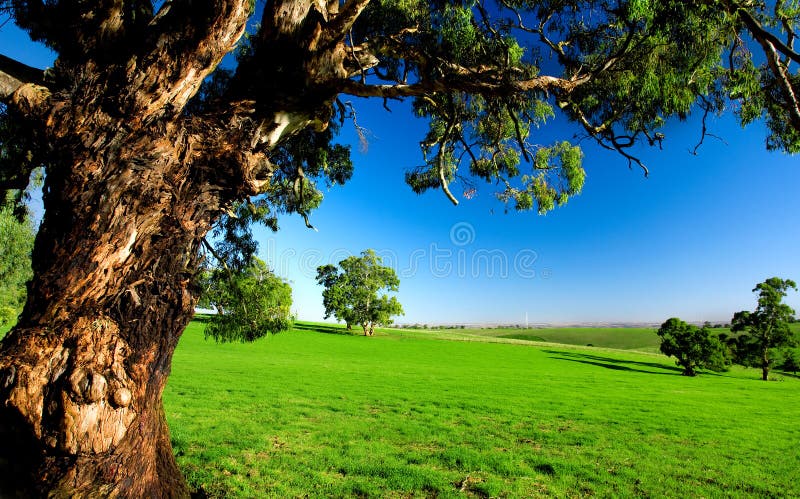 Old Tree in Meadow stock photo. Image of australia, hills - 6222240