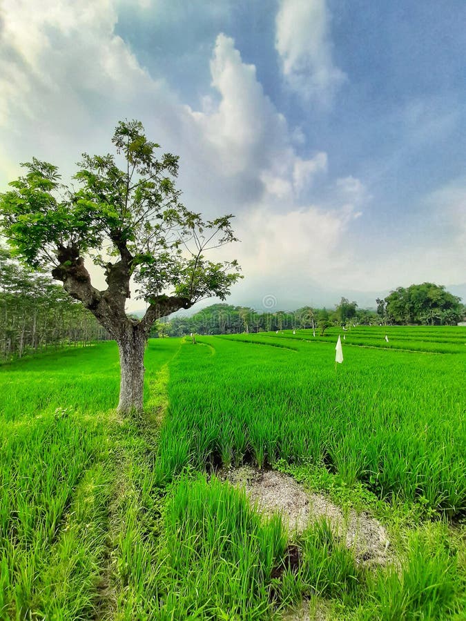 Old Tree in the Middle of Beautiful Meadows Stock Image - Image of lawn ...