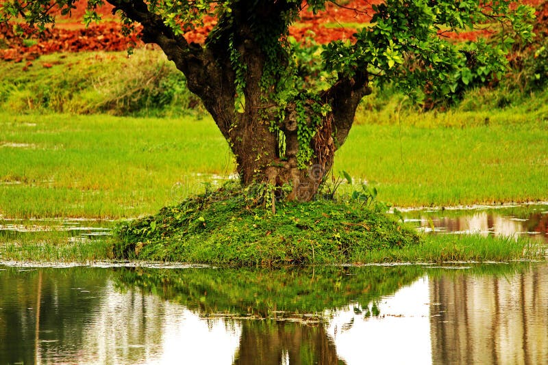 A Old Tree in the Middle of Calm Water Stock Image - Image of outdoor ...