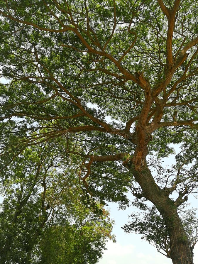 Philippine National Tree