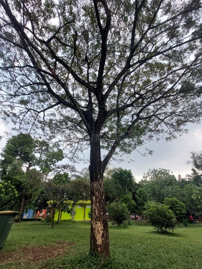 An Old Tree in the Middle of the Urban Forest Stock Photo - Image of ...