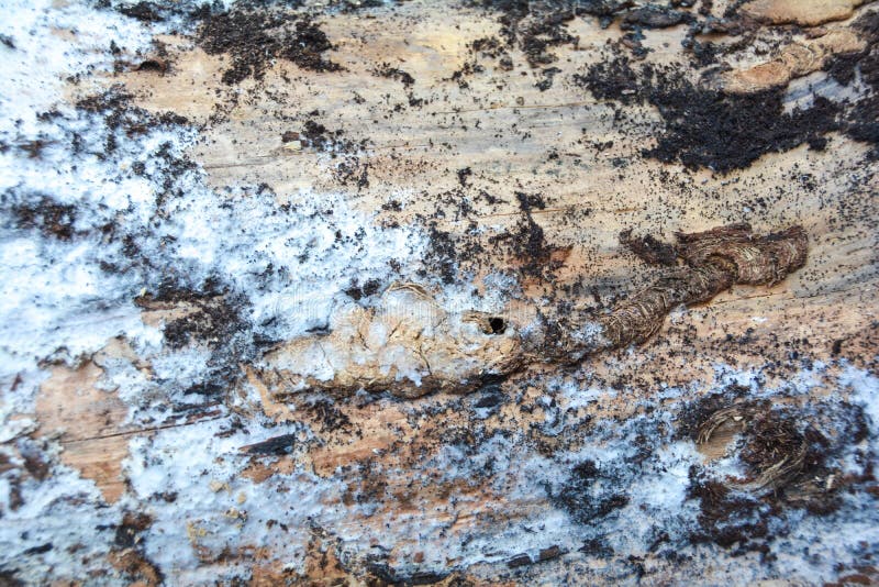 A old tree with mold stock photo. Image of wooden, natural - 185923462