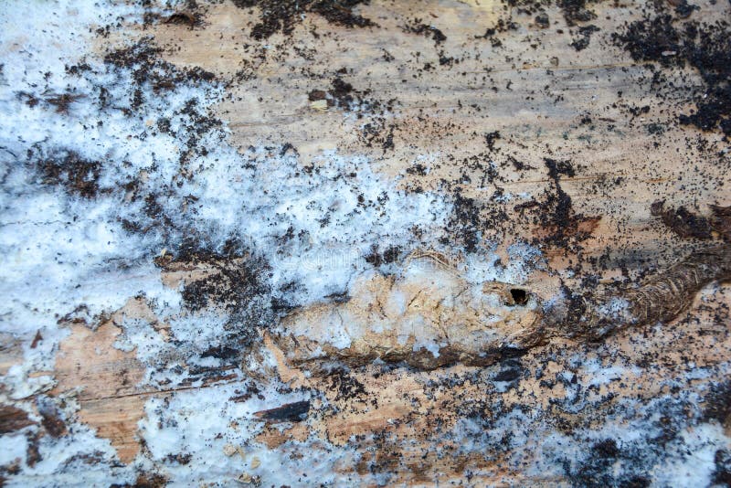 Old tree with mold stock photo. Image of surface, background - 185923520