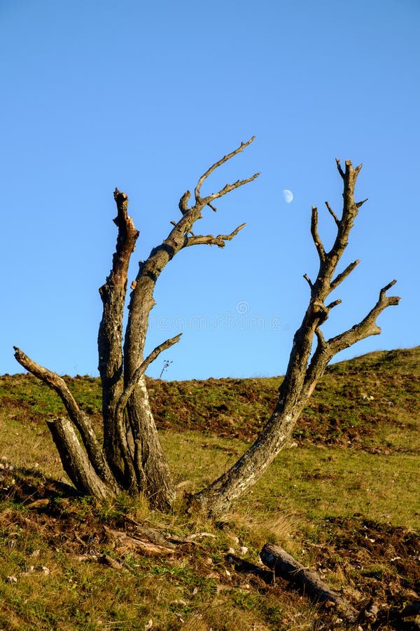 Old tree and moon. stock image. Image of blue, dried - 98620453