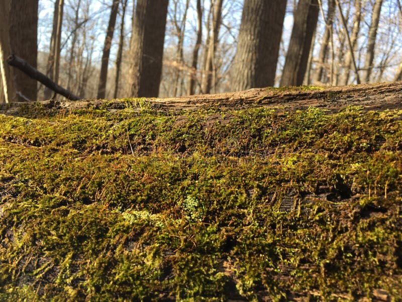 Old tree with moss stock image. Image of foliage, covered - 84850831