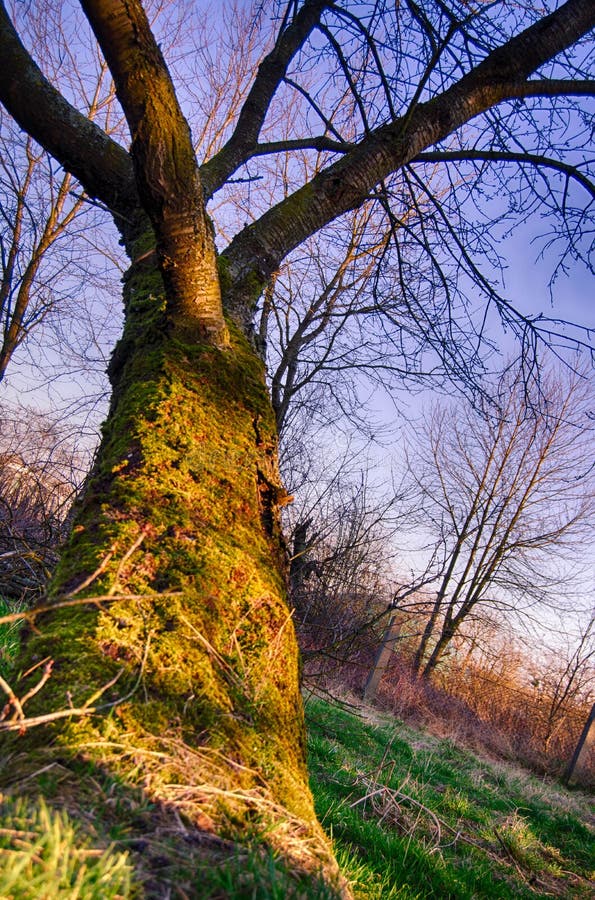 Old tree moss stock image. Image of moss, tree, forests - 45915731