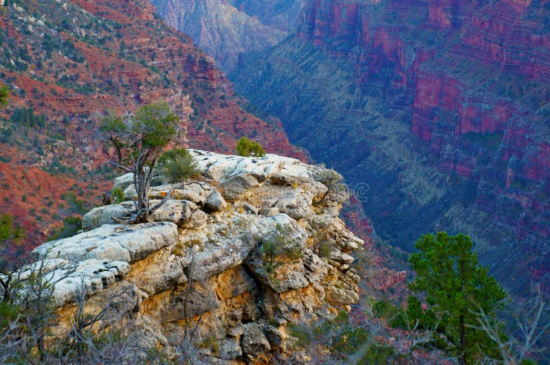 An Old Tree on the Mountain Cliff Stock Photo - Image of america, cliff ...