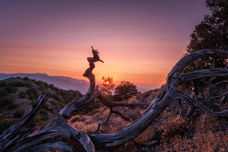 An Old Tree in the Mountains Against the Sunset. a Fallen Withered Tree ...