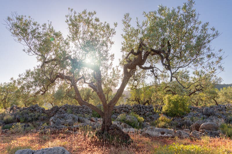 Old Tree with Multi Branches Blacking Sunlight on Grass and Stones ...