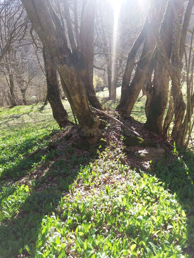 Old tree stock photo. Image of forrest, multiple, grass - 89300460