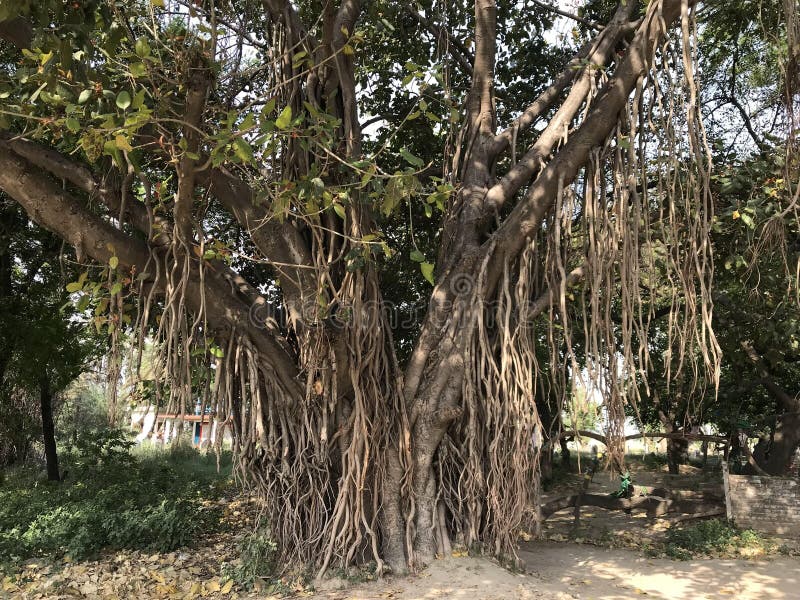Old tree stock photo. Image of tree, pakistan, village - 365589608