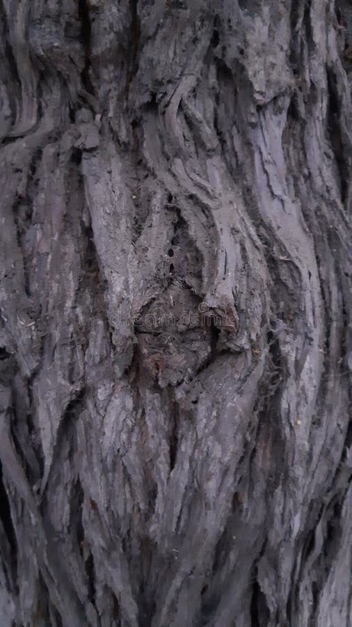 Old tree in my way stock image. Image of formation, tree - 212654503