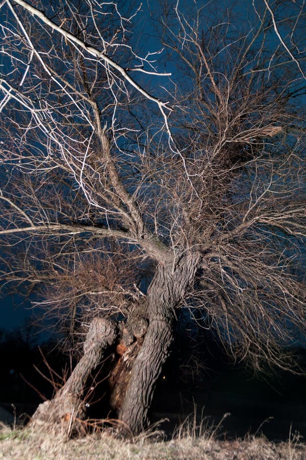 Old tree in nature stock image. Image of plant, outdoors - 111307465