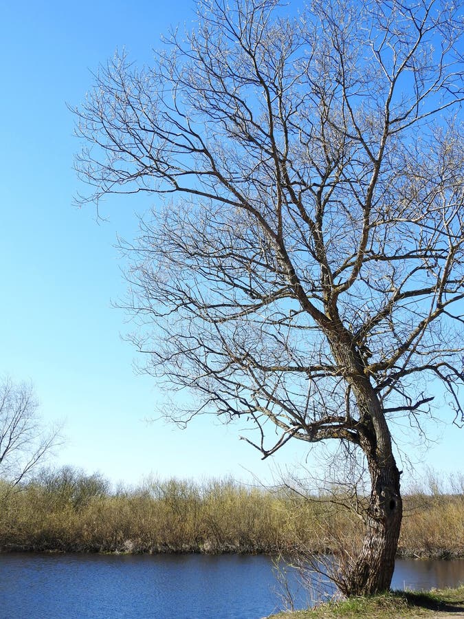 Old Tree Near River , Lithuania Stock Photo - Image of tree, flora ...