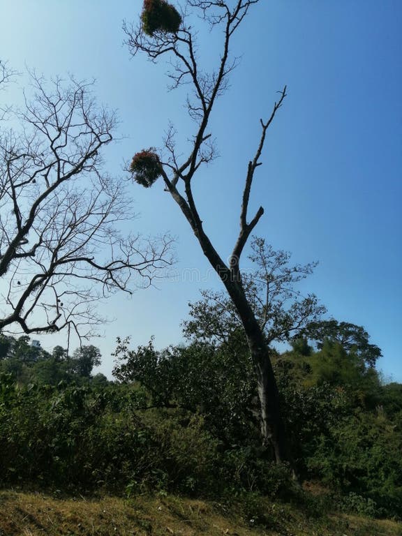 An Old Tree Near Silghat in Assam Stock Image - Image of tree, assam ...