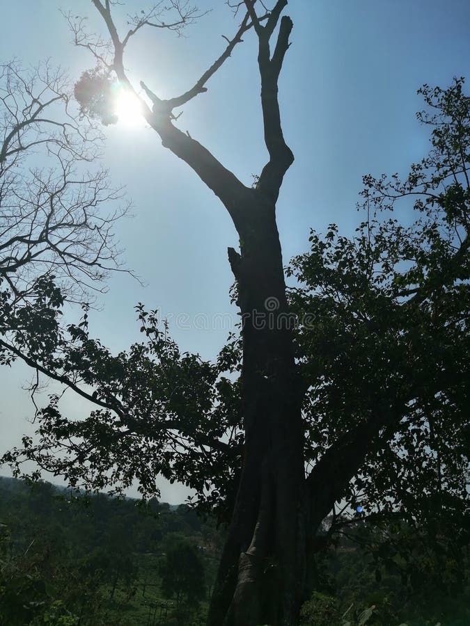 An Old Tree at Silghat in Assam Stock Photo - Image of tree, assam ...