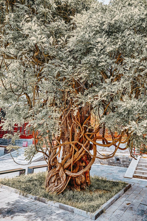 Old Tree Near Temple of Confucius at Beijing - the Second Largest ...