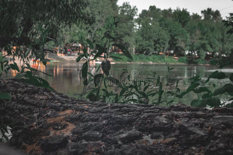 An old tree near the water stock image. Image of colors - 152030347