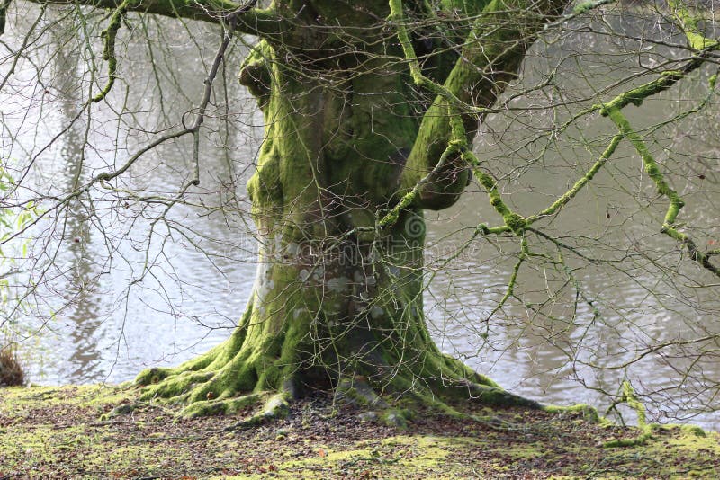 Tree Near Water Stream in Green Forest Stock Photo - Image of hiking ...