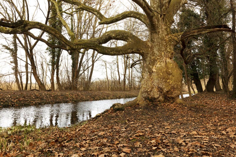 Old Tree Next To the Creek at Lake Balaton Stock Image - Image of ...