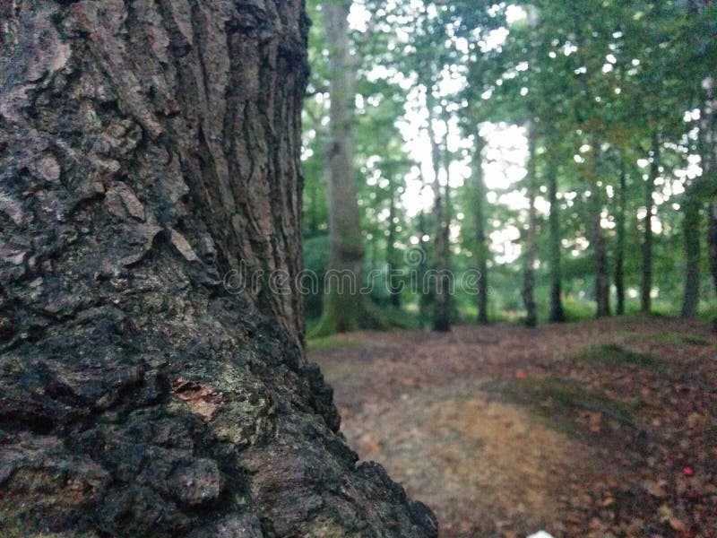 Old tree stock photo. Image of nice, aged, tree, forrest - 81618374