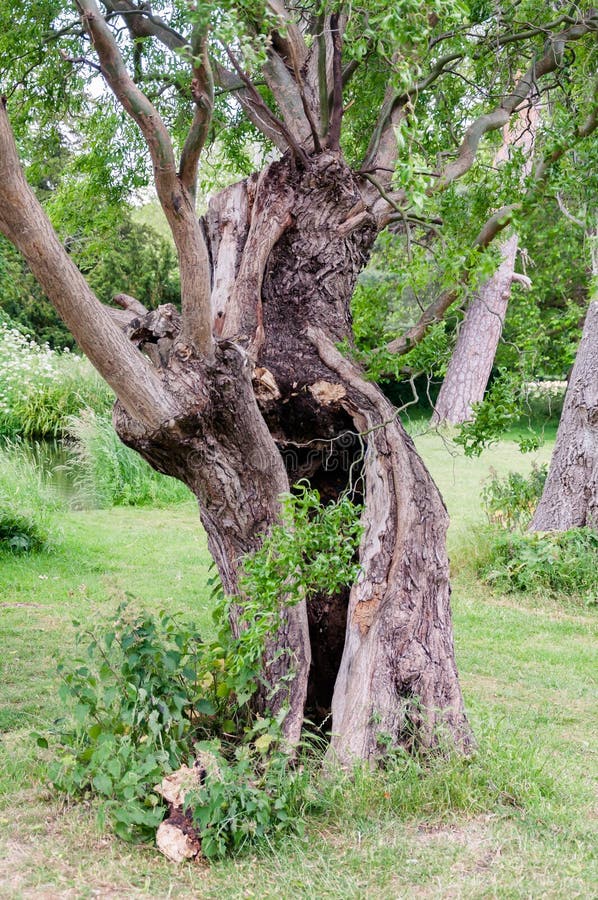 The Old Tree, an Old Tree Suffering the Age, the Erosion Suffered Over ...