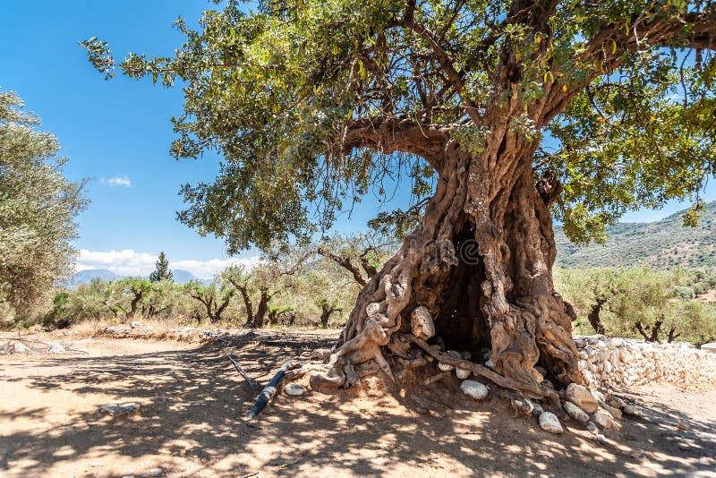 Old tree in olive stock image. Image of greece, branches - 253088133