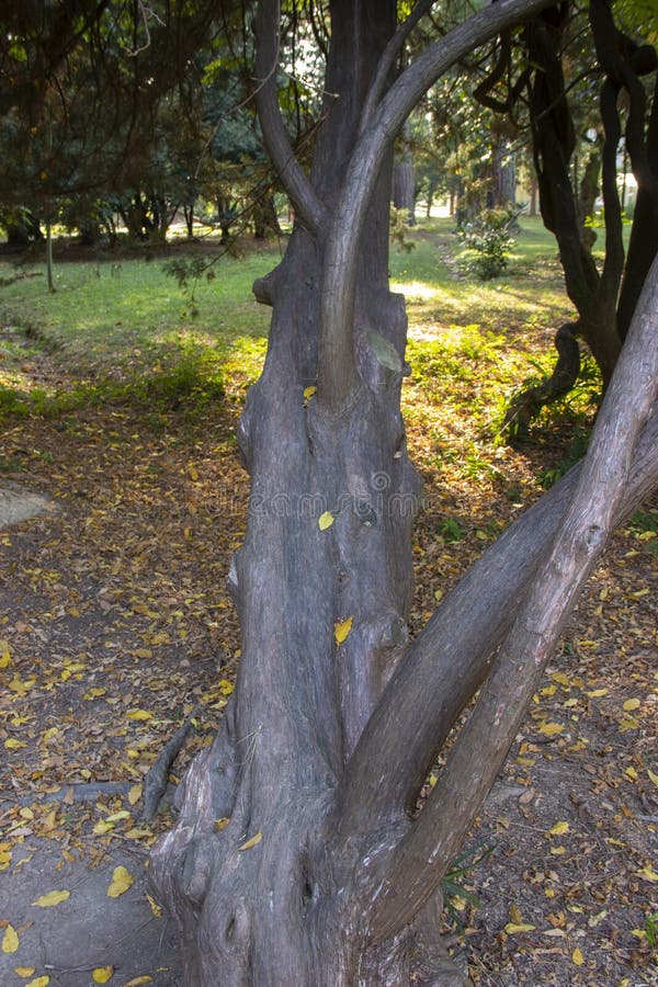 Old Tree with Open, Beautiful Roots in an Autumn Forest Stock Photo ...