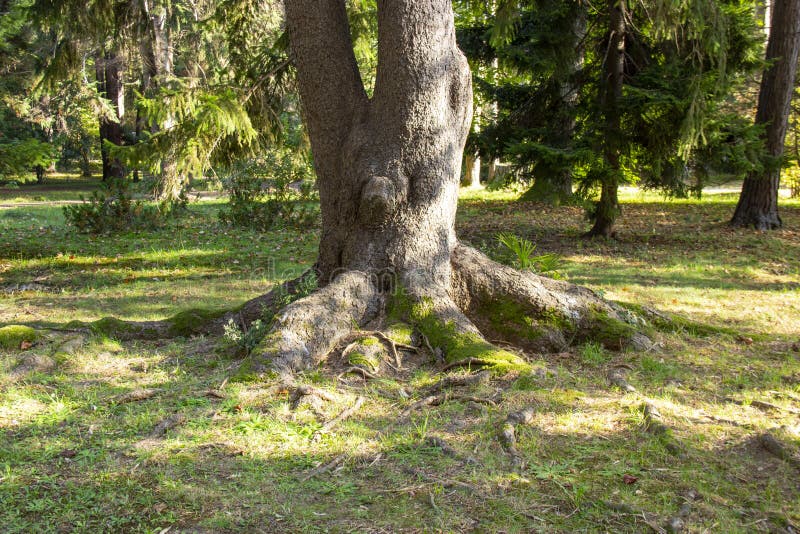 Old Tree with Open, Beautiful Roots in an Autumn Forest Stock Photo ...