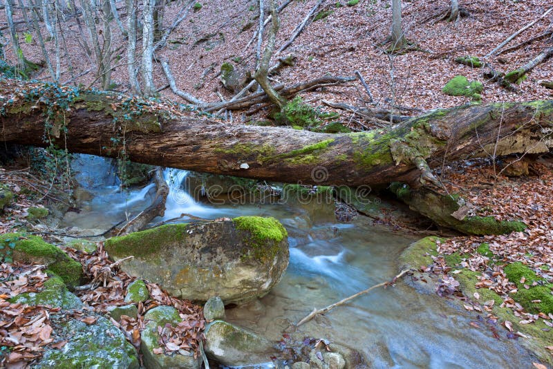 Old Tree Over Mountain Stream Stock Photo - Image of landscape, water ...