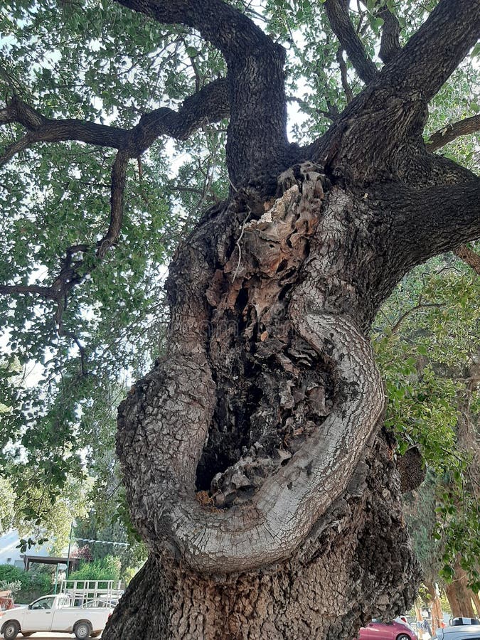 Old tree roots stock image. Image of tree, forest, nature - 219349097