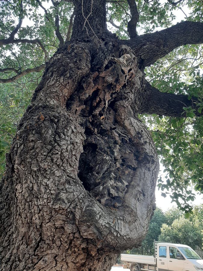Old tree roots stock image. Image of autumn, wood, nature - 219349115