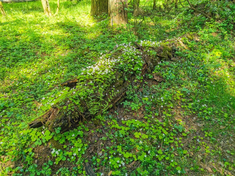 Old Tree Overgrown with Moss and Flowers Stock Image - Image of colours ...