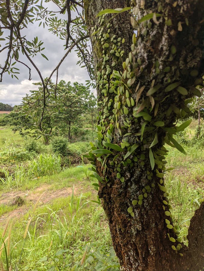 Old Tree Overgrown with Plants.for Background Stock Photo - Image of ...