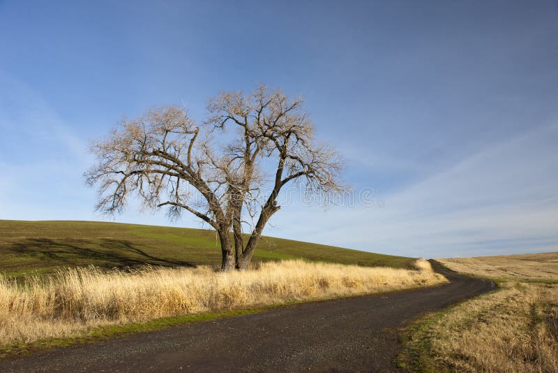 Old tree on the Palouse. stock photo. Image of rural - 28015488