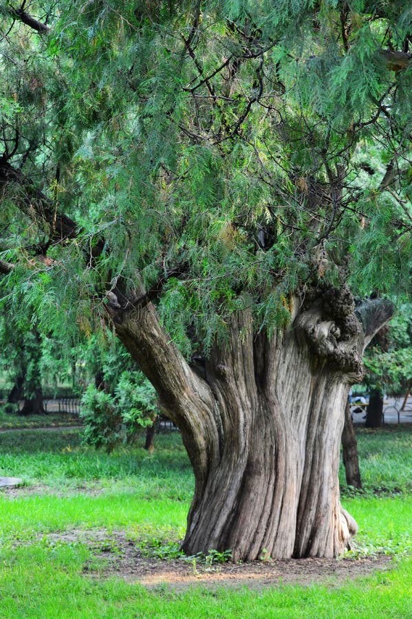 An old tree stock photo. Image of ancient, forest, tree - 32820686