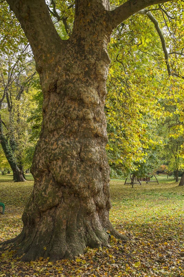 Old Tree in the Park in Fall Stock Image - Image of park, rural: 97007949