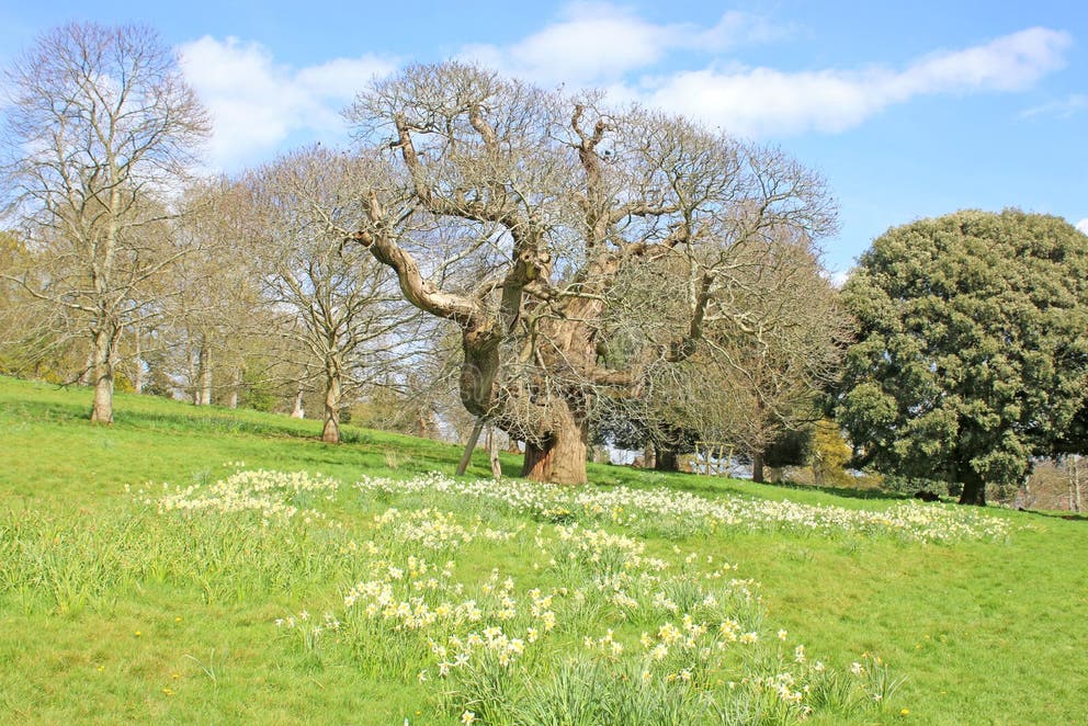 Old Tree in a Park in Spring Stock Photo - Image of meadow, landscape ...