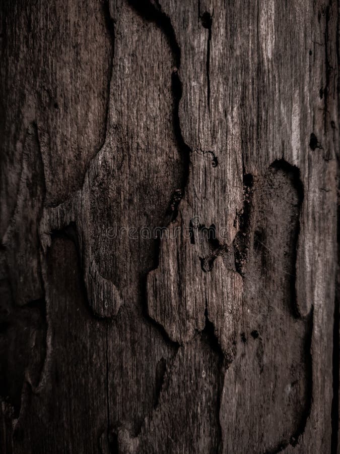 Old Tree and Partly Worn Out Stock Photo - Image of partly, worn: 209638674