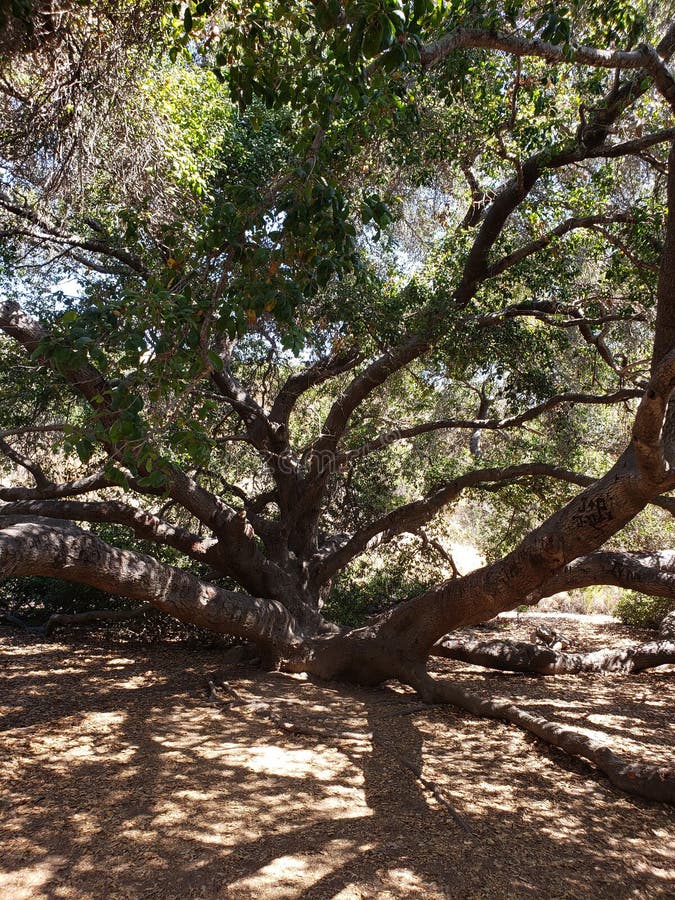 Old tree in patk stock photo. Image of wisdom, nature - 160817232