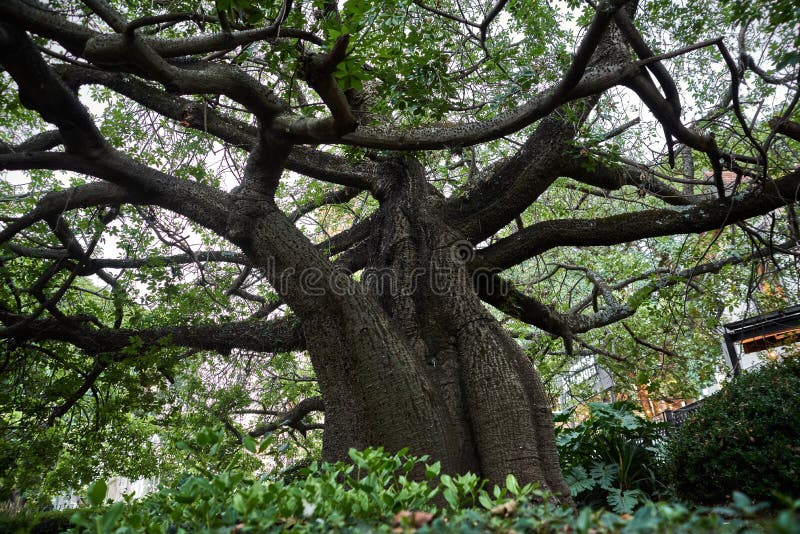 Old tree in perspective stock image. Image of light - 215694881