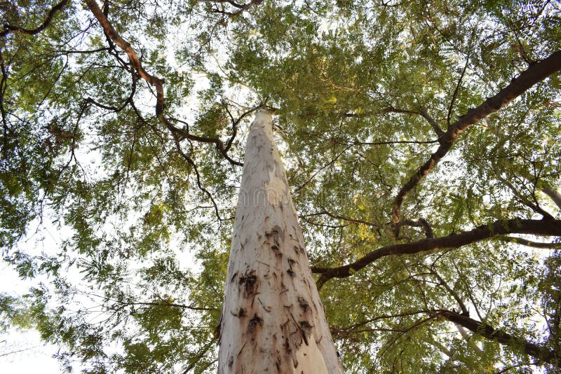 Old tree stock image. Image of afternoon, trees, click - 83994659