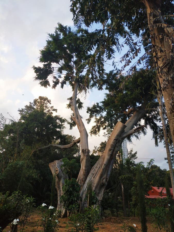 Old Tree, Plants, Greenery, Leaves, Plants, Greenery Stock Photo ...